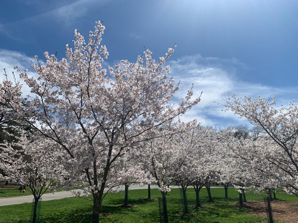 Events - Japan America Society of Greater Cincinnati